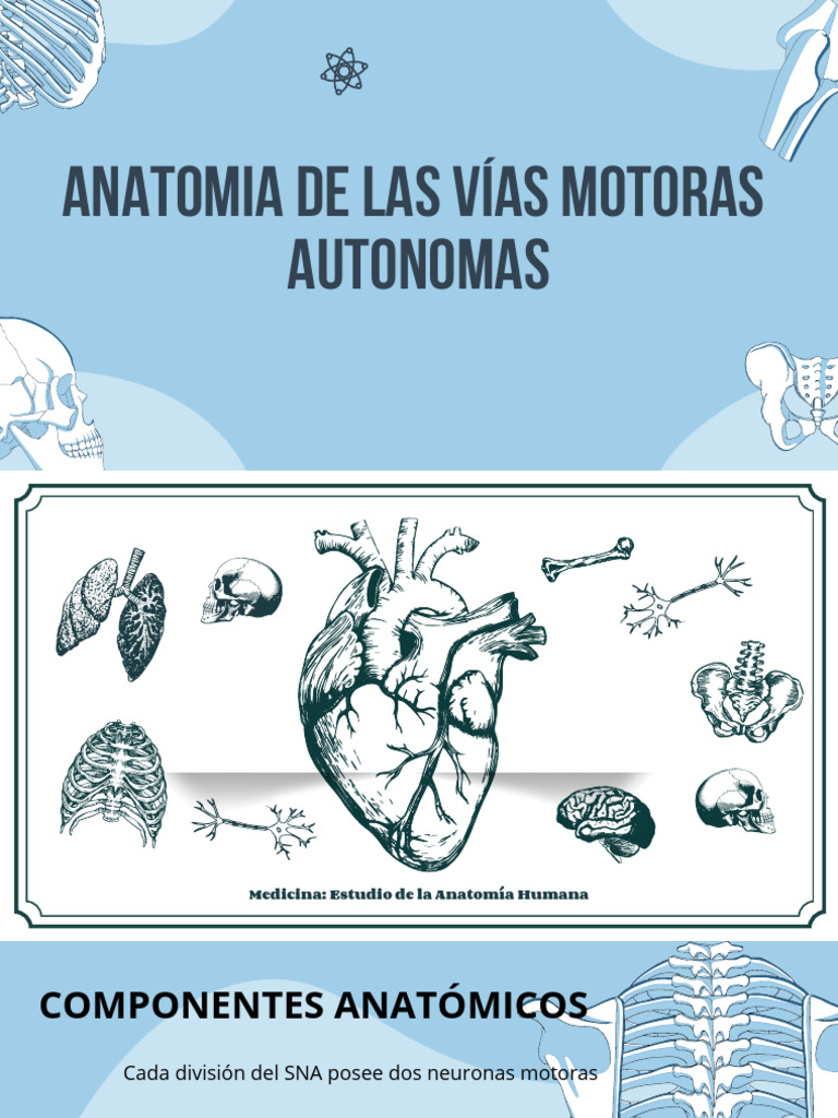 Anatomia de Las Vias Motoras Humanas | PDF | Nervio | Neuroanatomía