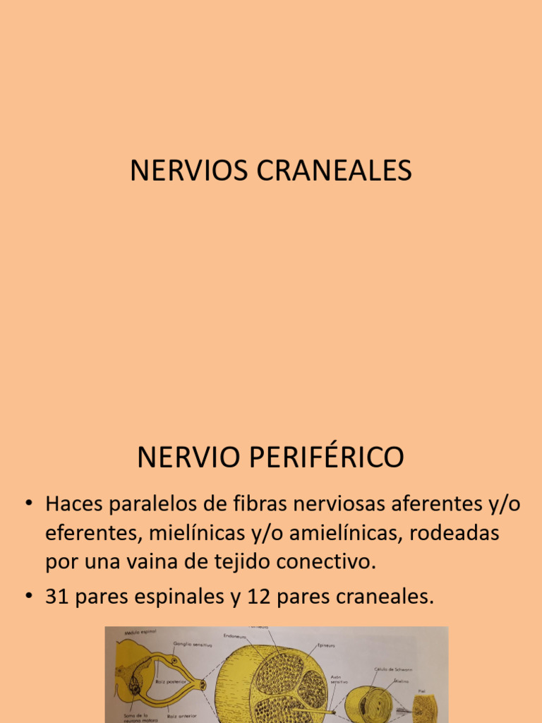 Nervios Craneales - Neurociencias 1 | PDF | Nervio vago | Cerebro