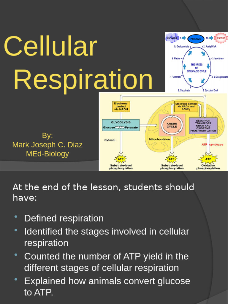 Cellular Respiration | PDF | Cellular Respiration | Fermentation