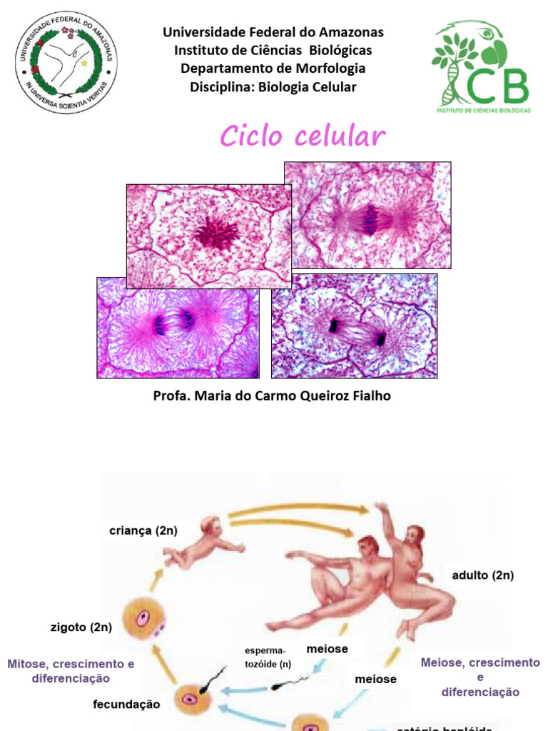 Ciclo Celular e Controle 2025 | PDF | Mitose | Meiose