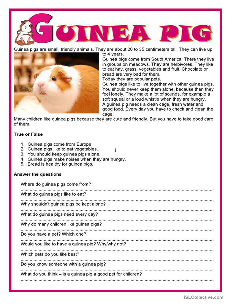 Guinea Pig Care and Facts Guide | PDF | Guinea Pig | Pet