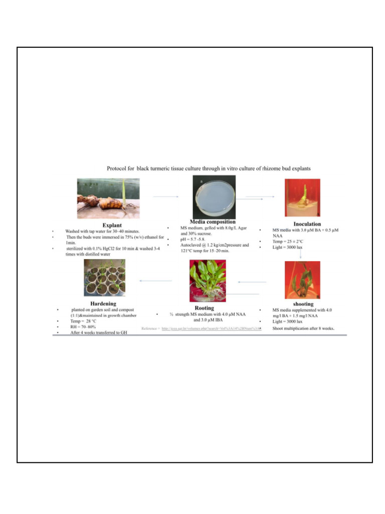 Protocols For Black Turmeric Tissue Culture-1 | PDF