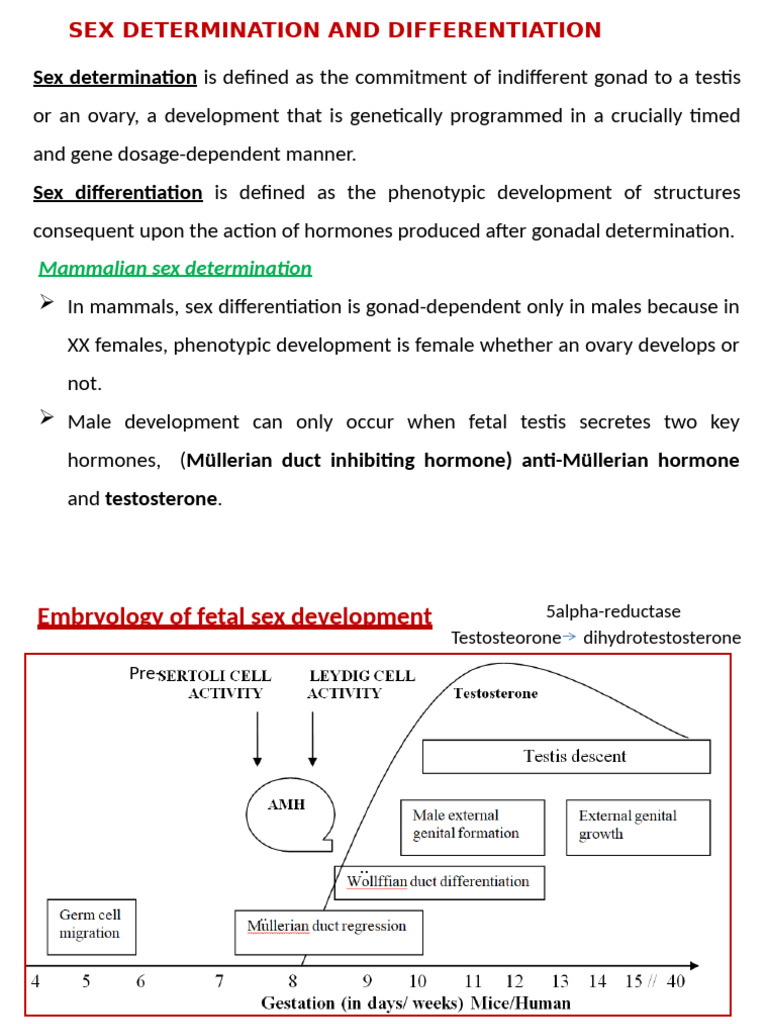 Sex Determination PPT 17 8 2021 | PDF | Gene Expression | Biology
