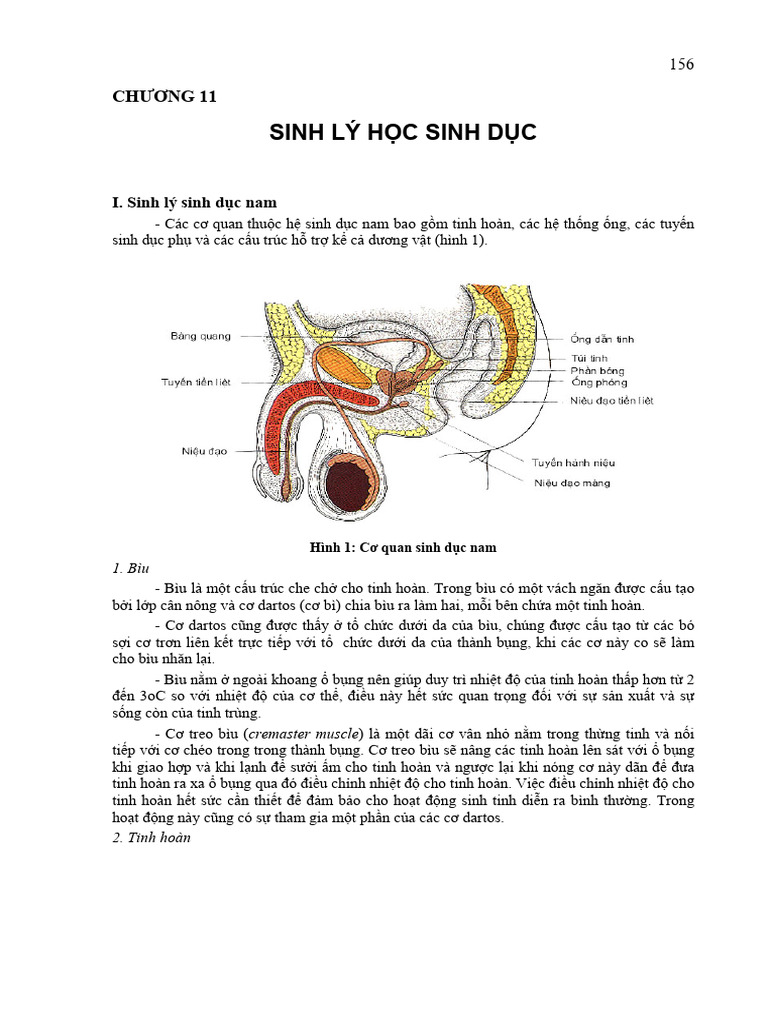 Co Quan Sinh Duc | PDF