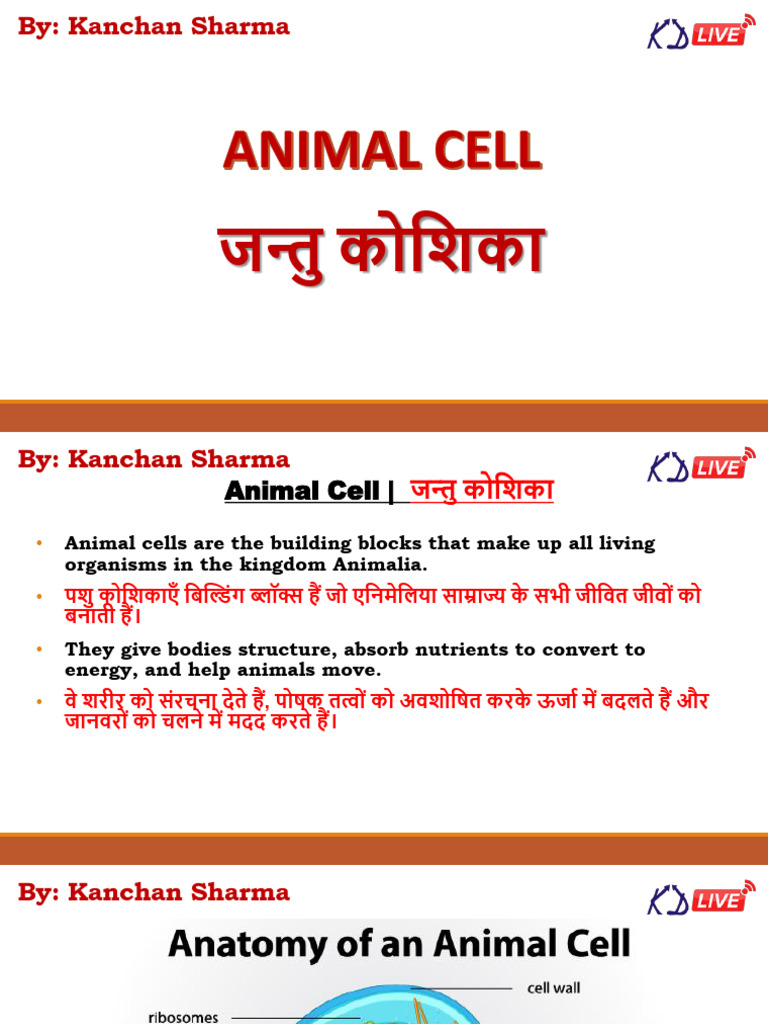 Animal Cell (1) 20241024111310 | PDF