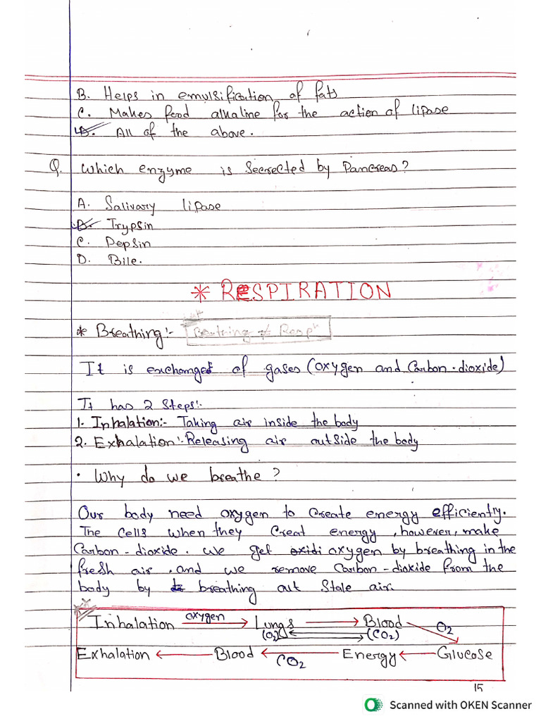 Life Process (Respiration) Class 10 (Hand Written Notes With Free Hand ...