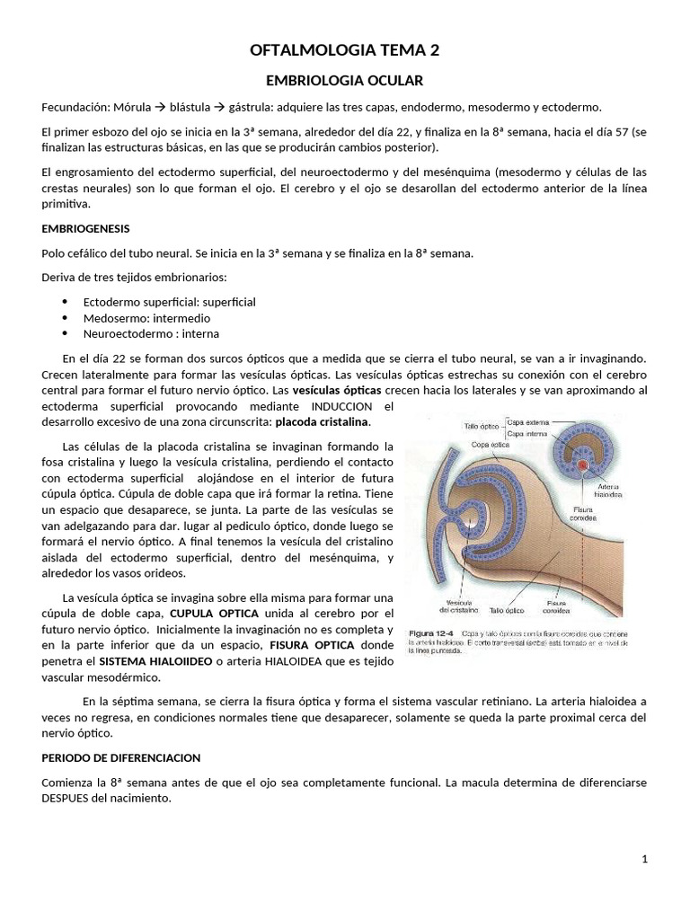 Embriología Ocular: Desarrollo del Ojo | PDF | Ojo humano | Retina