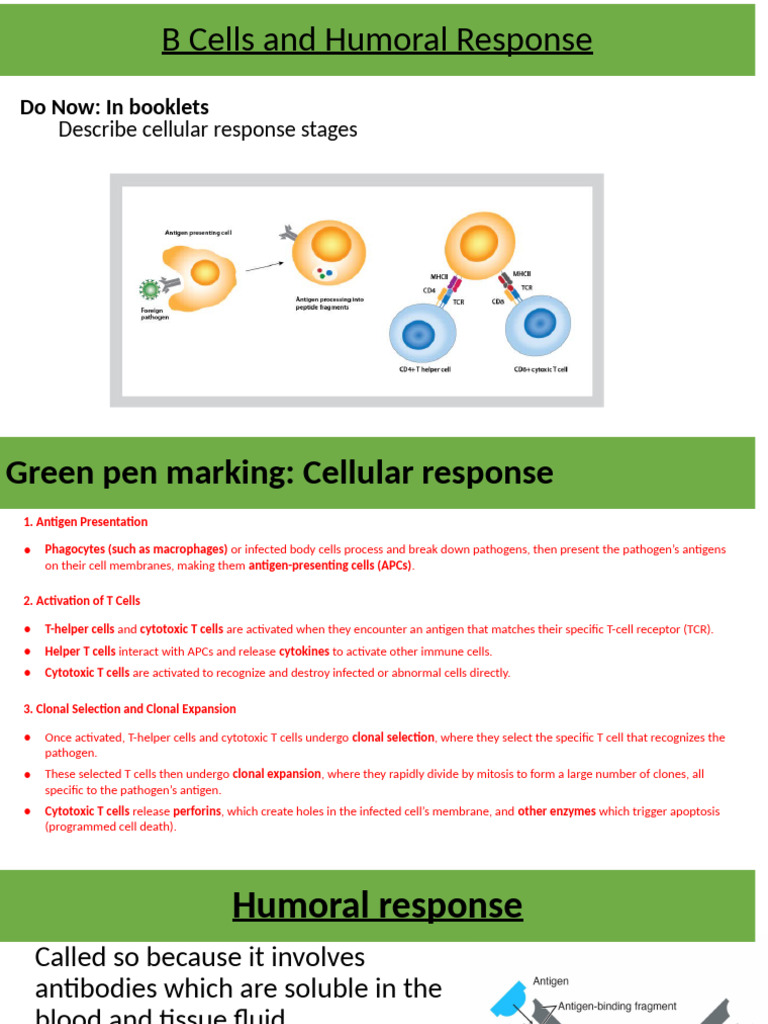 B Cells and Humoral Immune Response | PDF | B Cell | T Cell