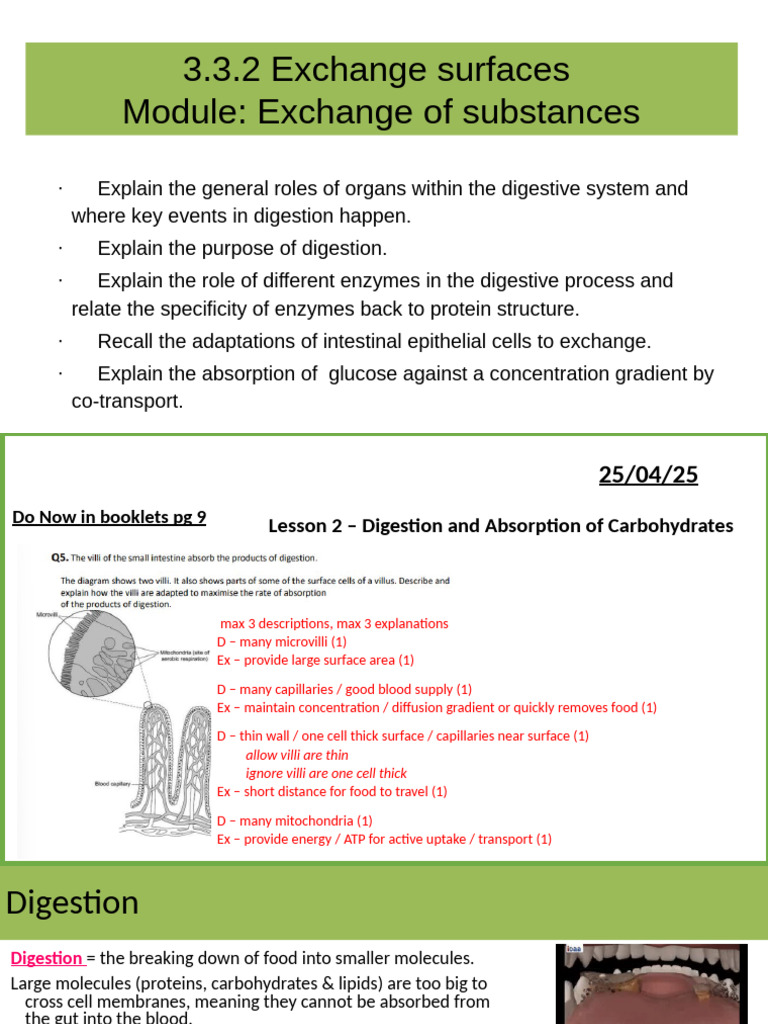 Digestion and Absorption of Carbohydrates | PDF | Small Intestine ...