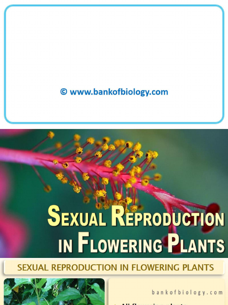 2 Sexual Reproduction PPT Part 1 | PDF