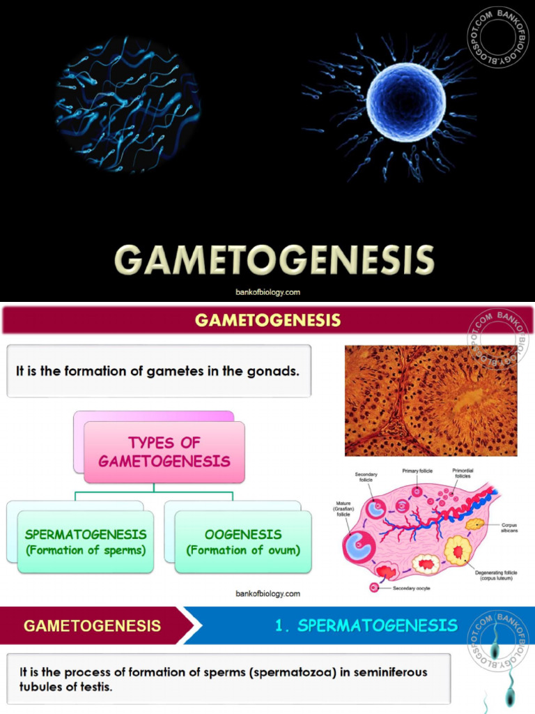 3 Human Reproduction PPT Part 2 | PDF