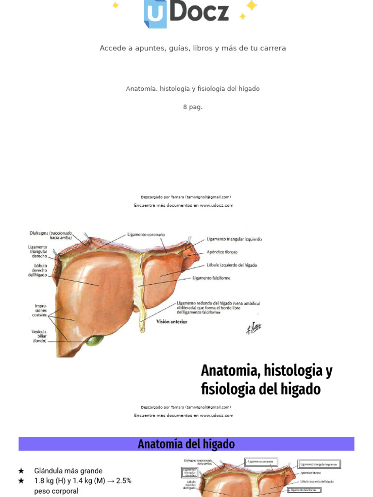 Anatomía y fisiología del hígado | PDF | Hepatocito | Hígado