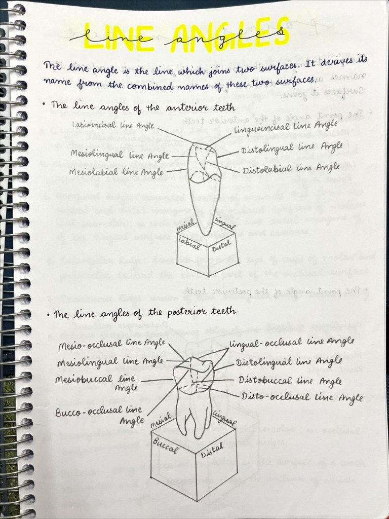 Dental Anatomy Notes | PDF
