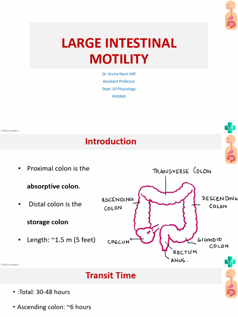 Large Intestinal Motility | PDF | Dietary Fiber | Diet & Nutrition