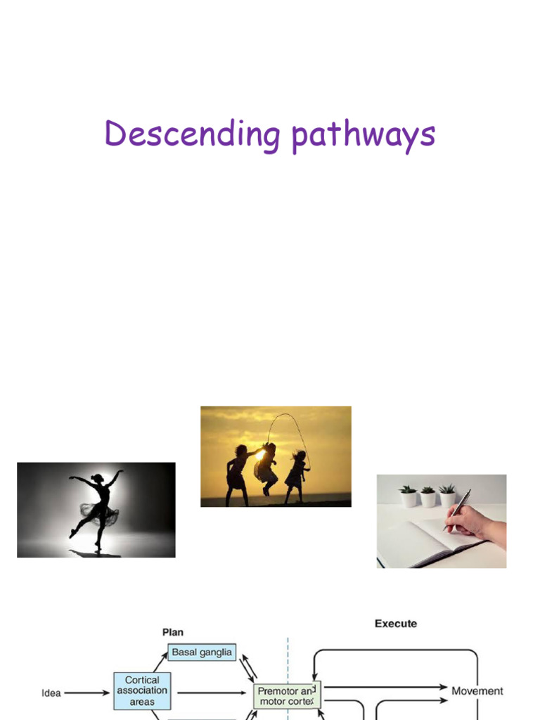 Descending Pathways 2025 | PDF | Spinal Cord | Motor Neuron