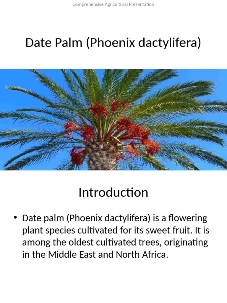 Date Palm Adaptations and Cultivation | PDF | Arecaceae | Agriculture