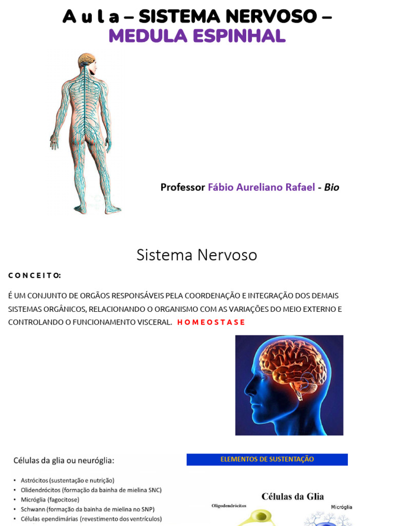 Sistema Nervoso - Medula - Nova | PDF | Líquido cefalorraquidiano ...
