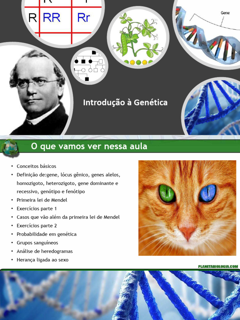 Slide Material Apoio Genética | PDF | Alelo | Dominância (genética)