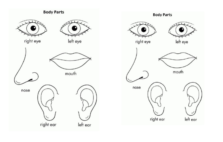 Worksheet Dokcil Ears | PDF