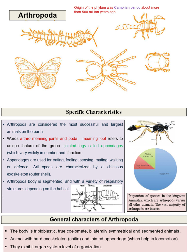 Arthropoda Classification | PDF | Hexapoda | Crustacean