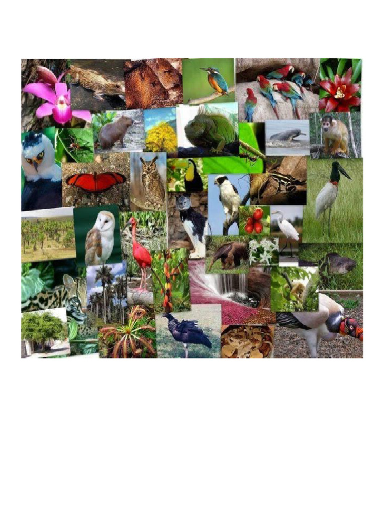 Collage | PDF