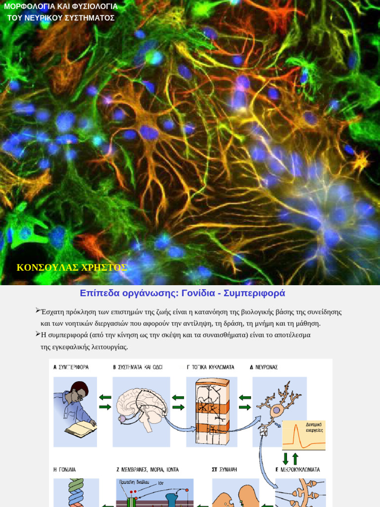 Νευρικό σύστημα (2022) Ιατρική - γινικη περιγραφη του συστηματος | PDF