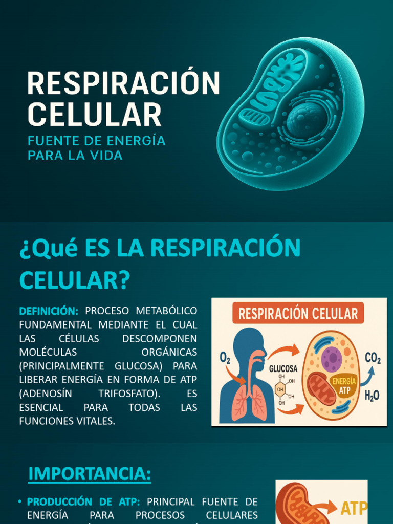 La Respiración Celular | PDF | Trifosfato de adenosina | Respiración celular