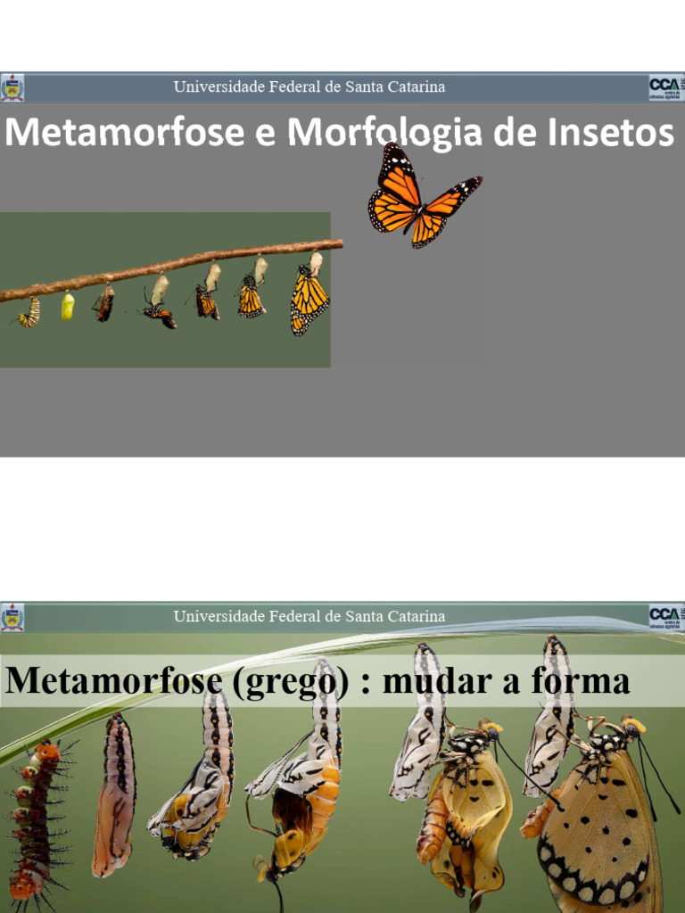 Metamorfose e Tipos de Insetos | PDF | Insetos | Zoologia