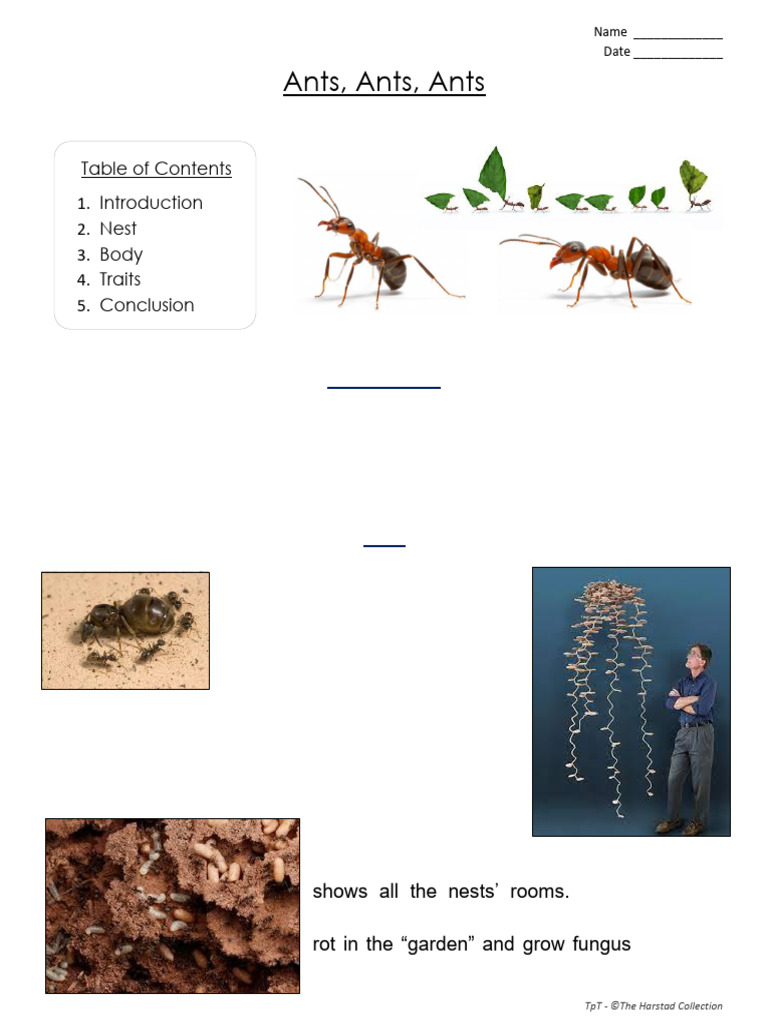 Ants, Ants, Ants: Nest Body Traits Conclusion | PDF | Ant | Nest