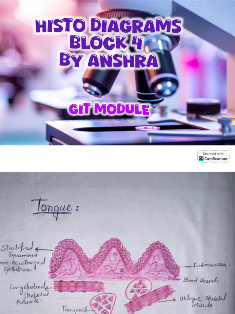Histo Diagrams Block 4 by Anshra | PDF