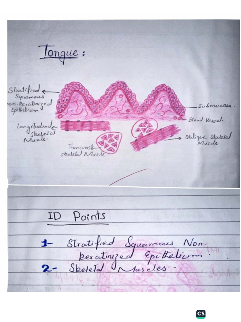 Block 4 Histology Diagrams & Slides | PDF