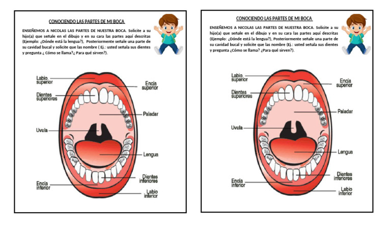Partes de la Boca para Niños | PDF