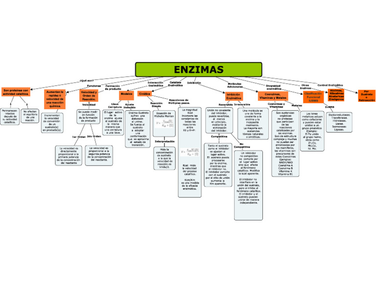 Mapa Mental Enzimas | PDF