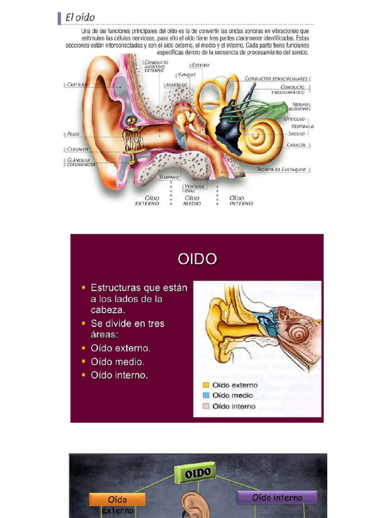 Oido | PDF | Oído | Escuchando