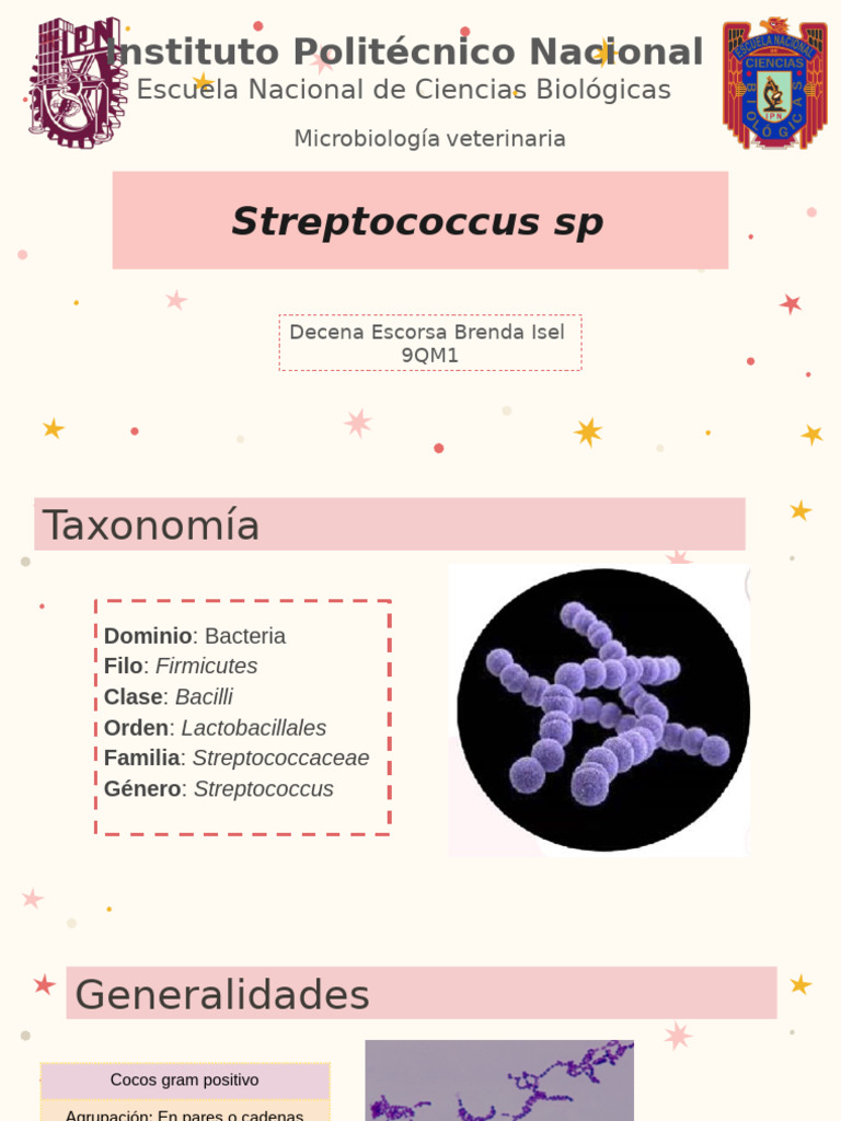 9QM1 DecenaEscorsaBrendaIsel Streptococcus | PDF | Estreptococo | Microbiología