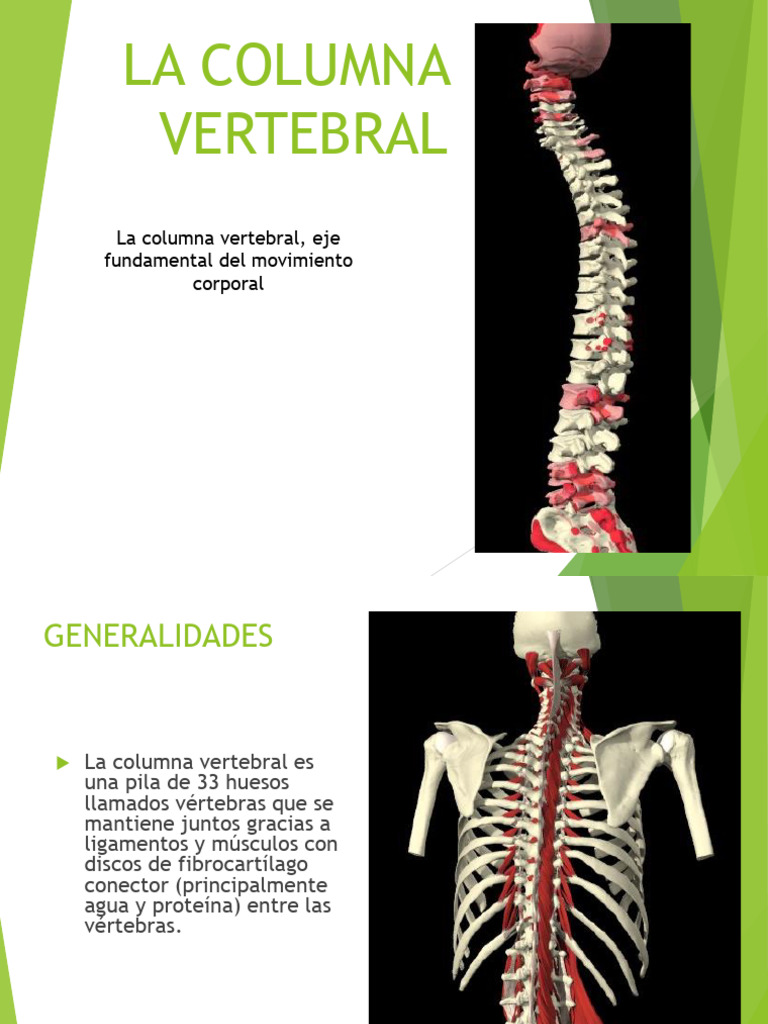 Columna Vertebral | PDF | Vértebra | La columna vertebral