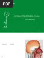 Músculos de La Nuca | PDF | Sistema musculoesquelético | Anatomía humana