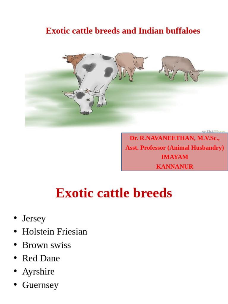 Lect 04.Cattle Breeds | PDF | Dairy Cattle | Cattle