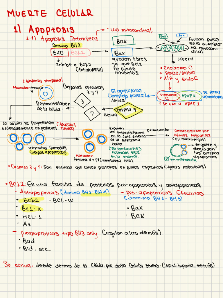 Muerte Celular: Apoptosis Intrinseca Y Extrinseca | PDF | Apoptosis | Bioquímica