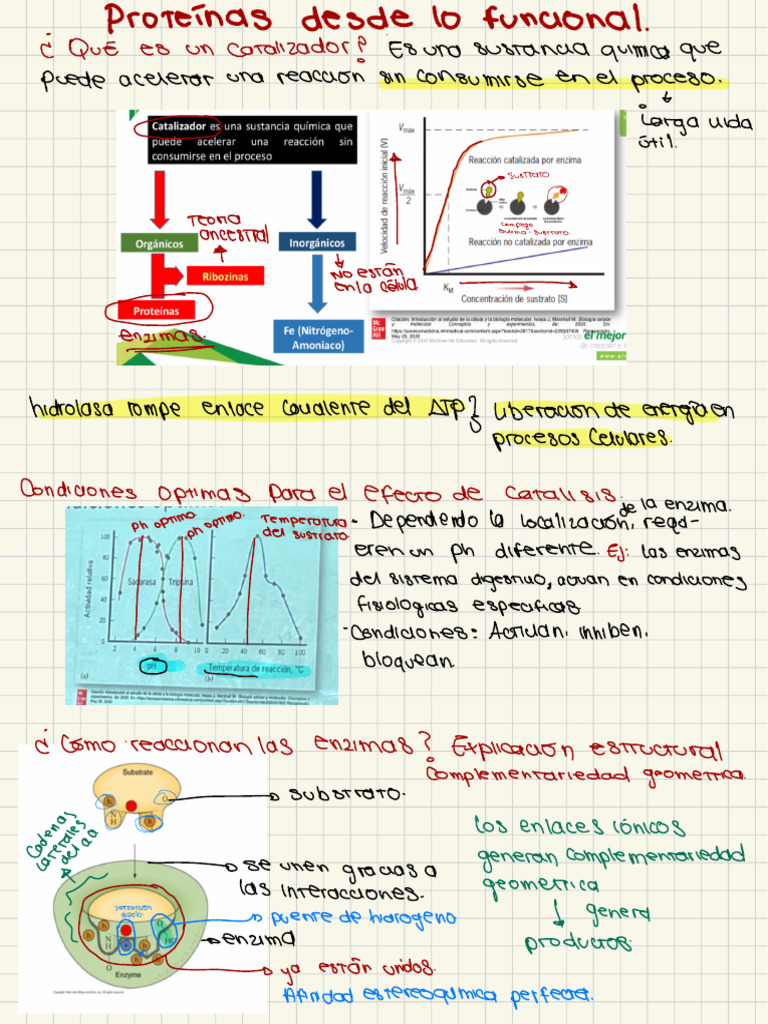 Fundamentos de Catalisis Enzimatica | PDF | Inhibidor de la enzima | Enzima