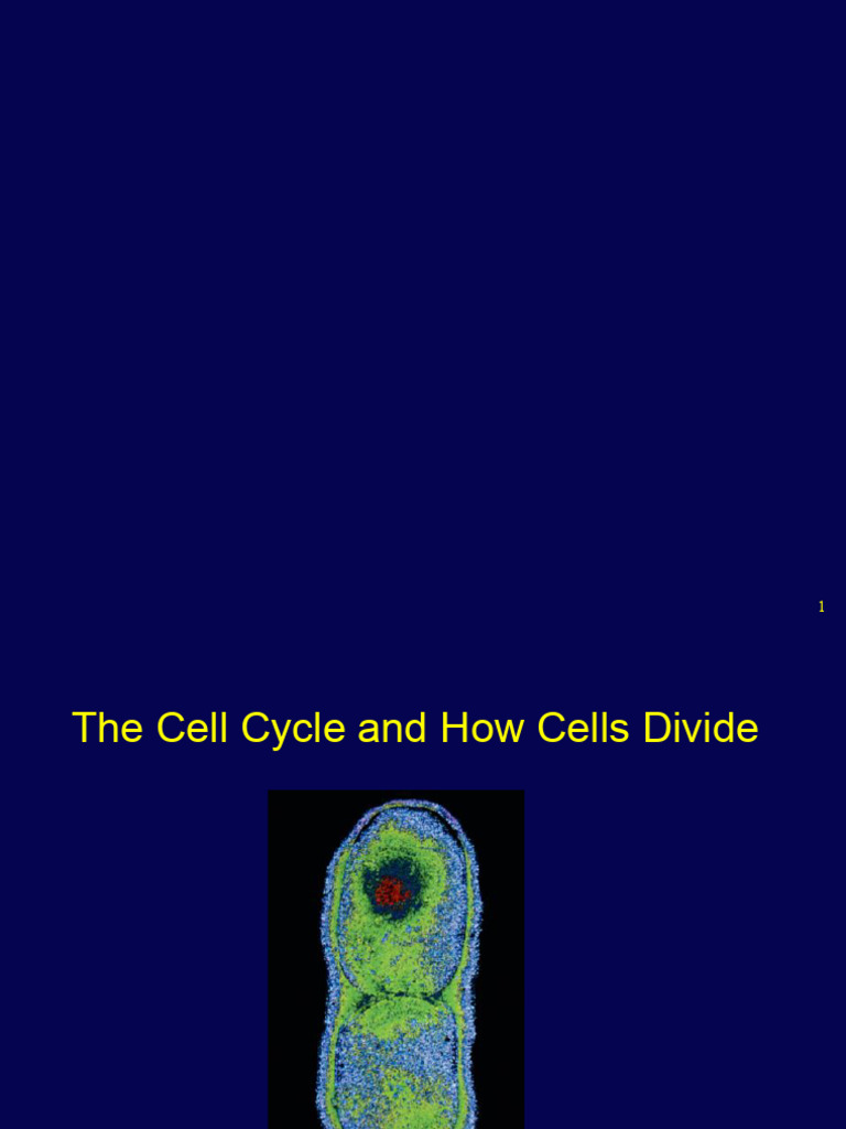 Cell Cycle and Division Explained | PDF | Mitosis | Chromosome