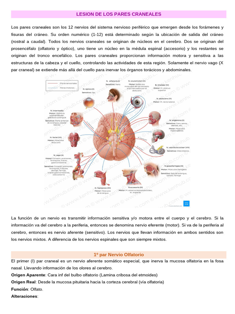 Lesiones de los Pares Craneales: Guía Completa | PDF | Neuroanatomía ...