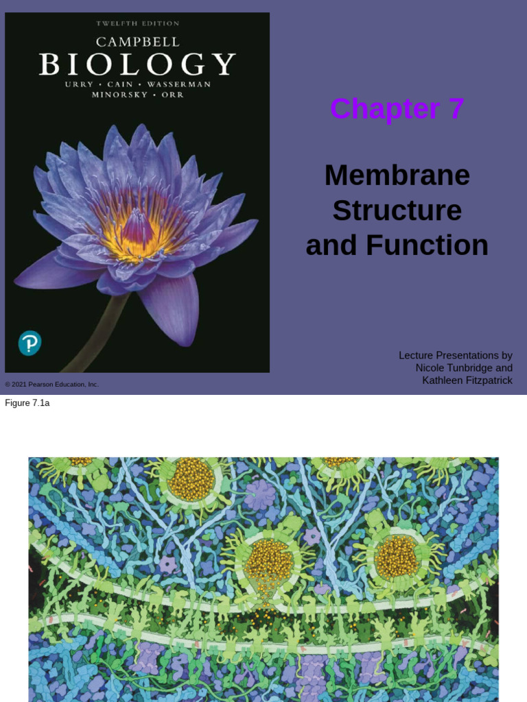 Lecture Presentation 07 | PDF | Cell Membrane | Biophysics