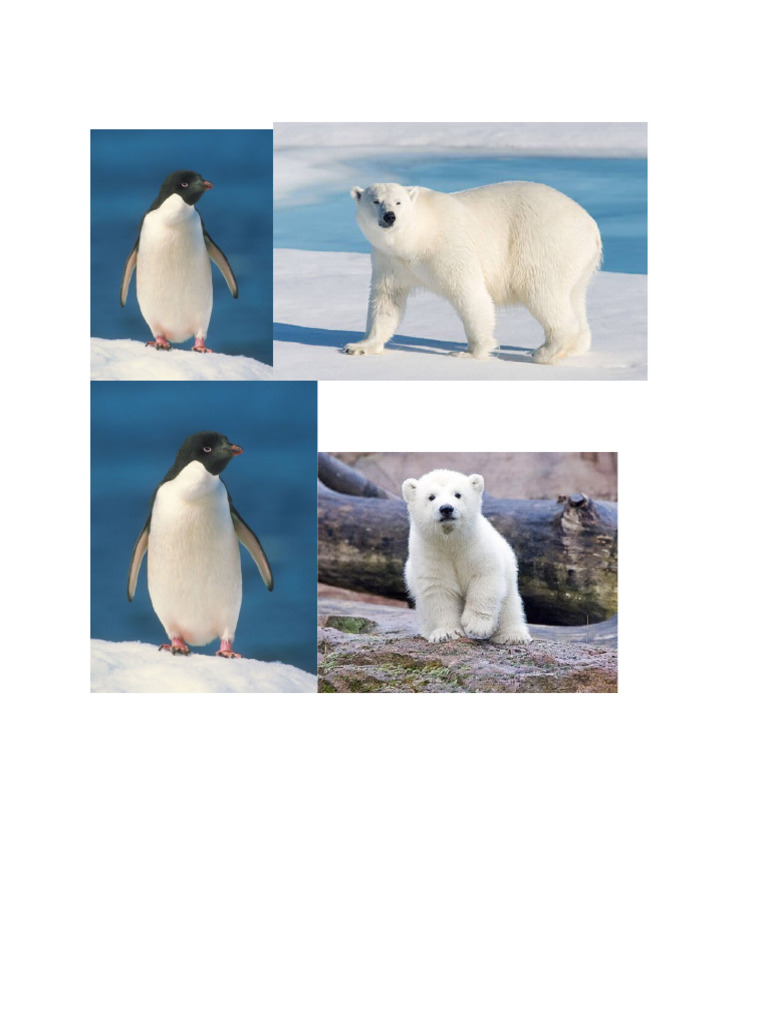 Geography Penguins & Polar Bears | PDF