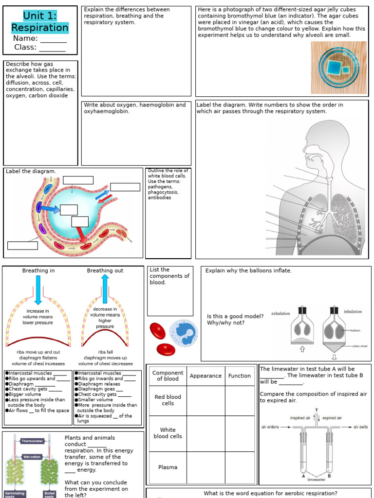 Grade 7 Unit 1 Revision One-Pager-1 | PDF | Respiratory System | Breathing