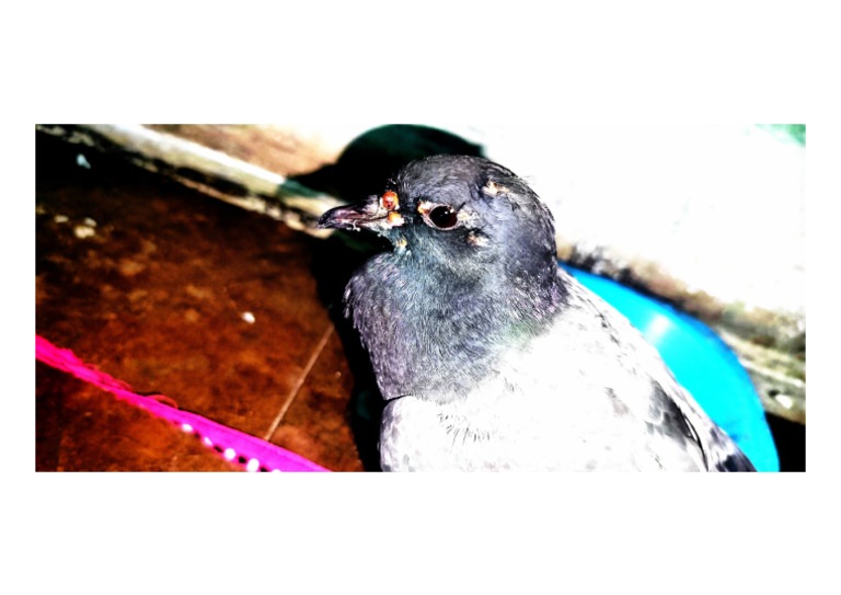 Image To PDF 20250607 14.26.40 | PDF