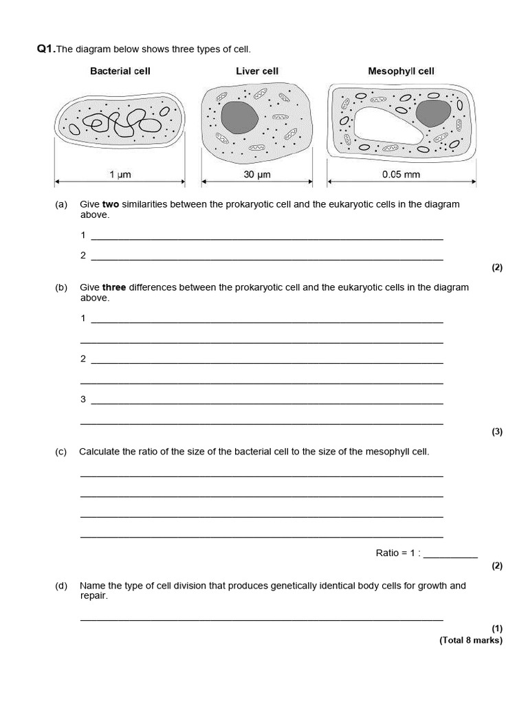 Cells and Magnification Exam Questions | PDF | Cell (Biology) | Biology