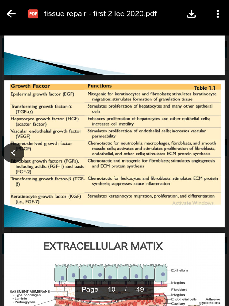 Inflammation & Repair - Google Drive | PDF
