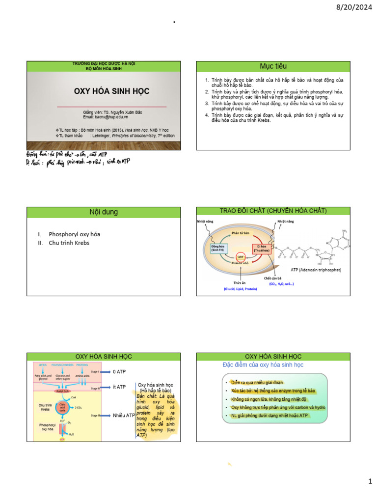 Microsoft PowerPoint - Handout-OXH SH-CT Krebs | PDF