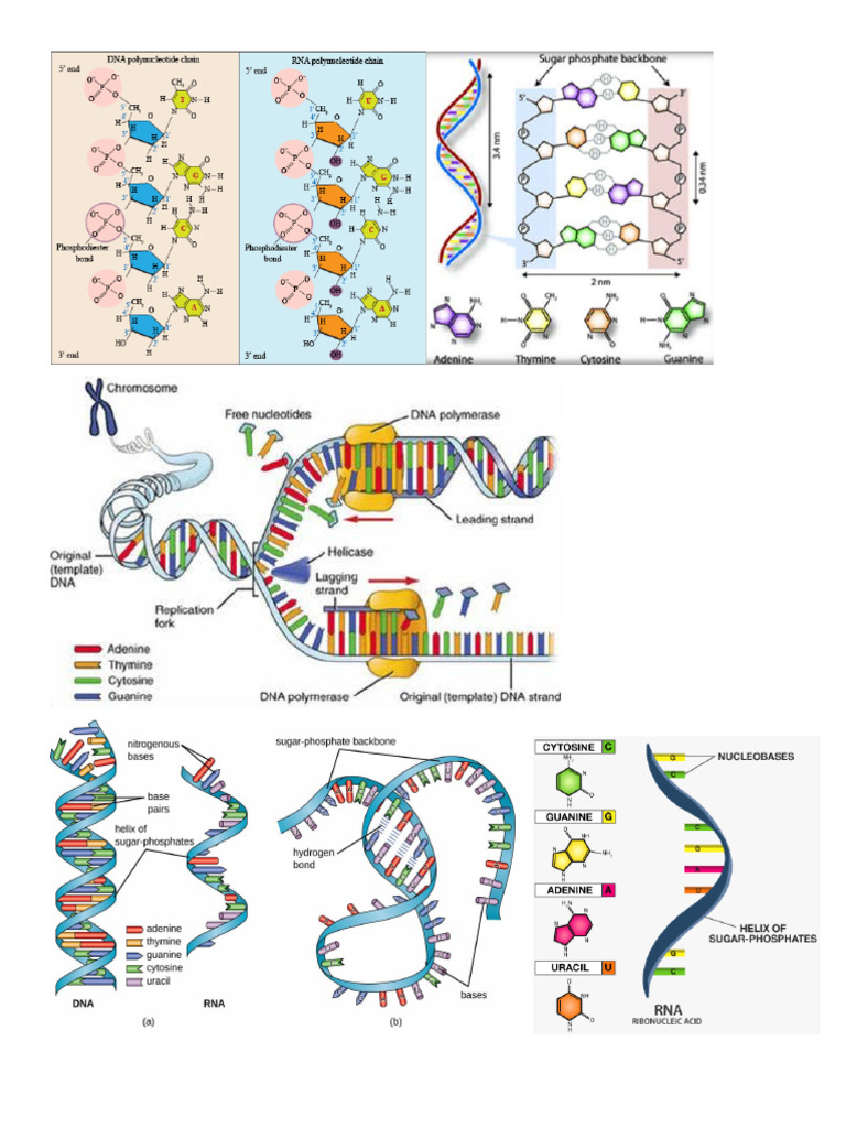 nurbio lec nucleic acids diagrams | PDF